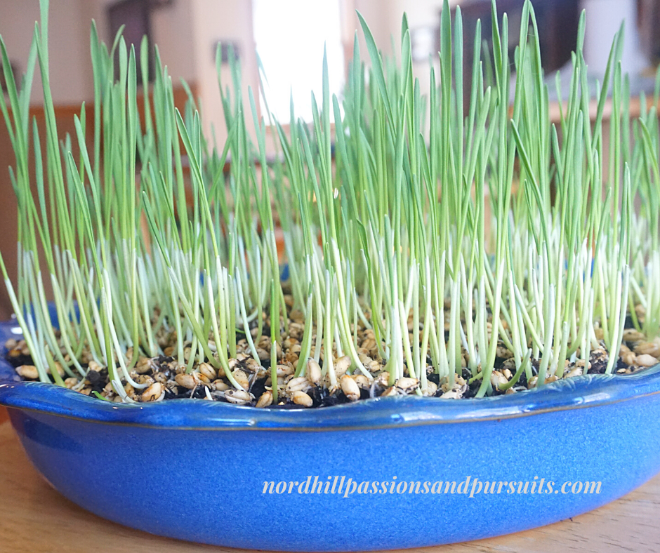 Wheatgrass Serving Platter - Nord Hill Passions and Pursuits